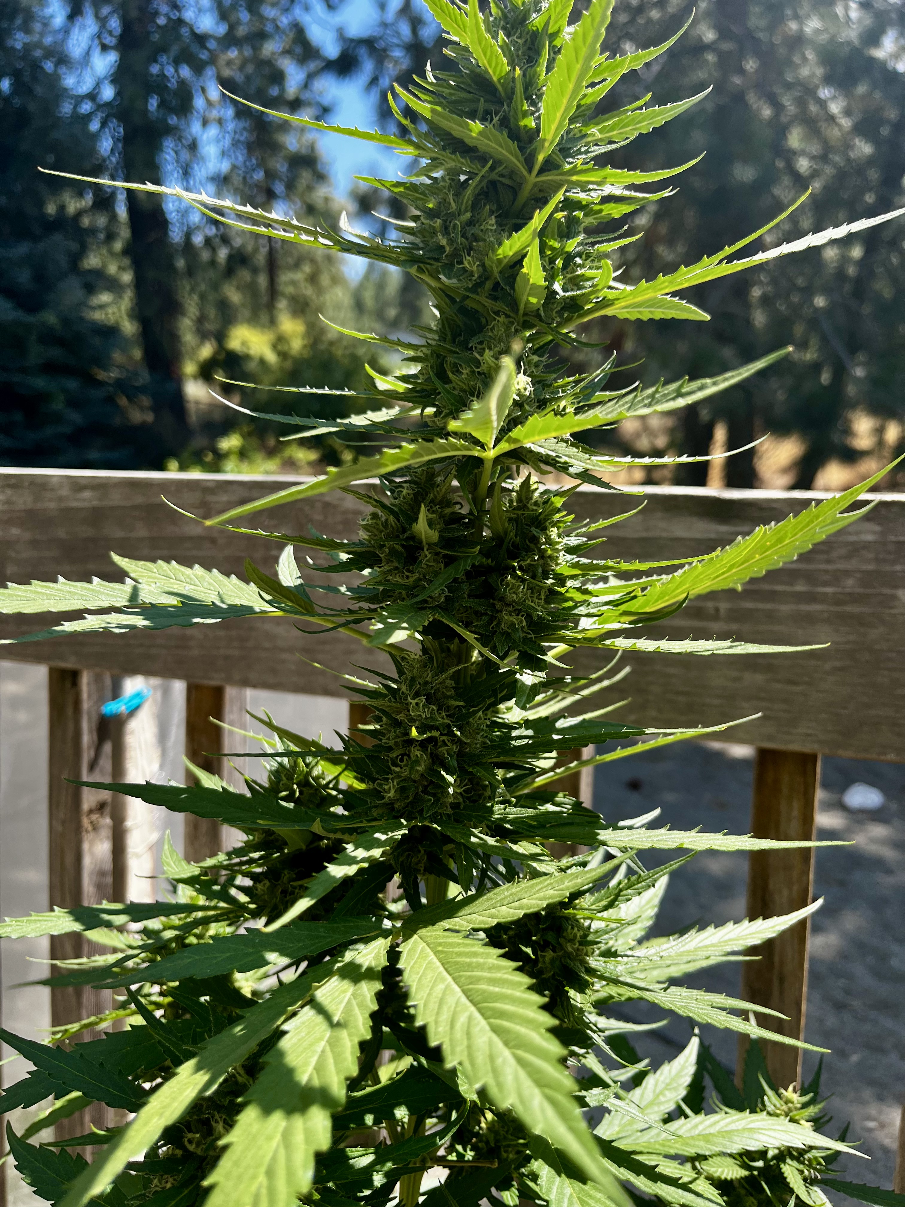 3rd year of trying outdoor growing. | The Autoflower Network