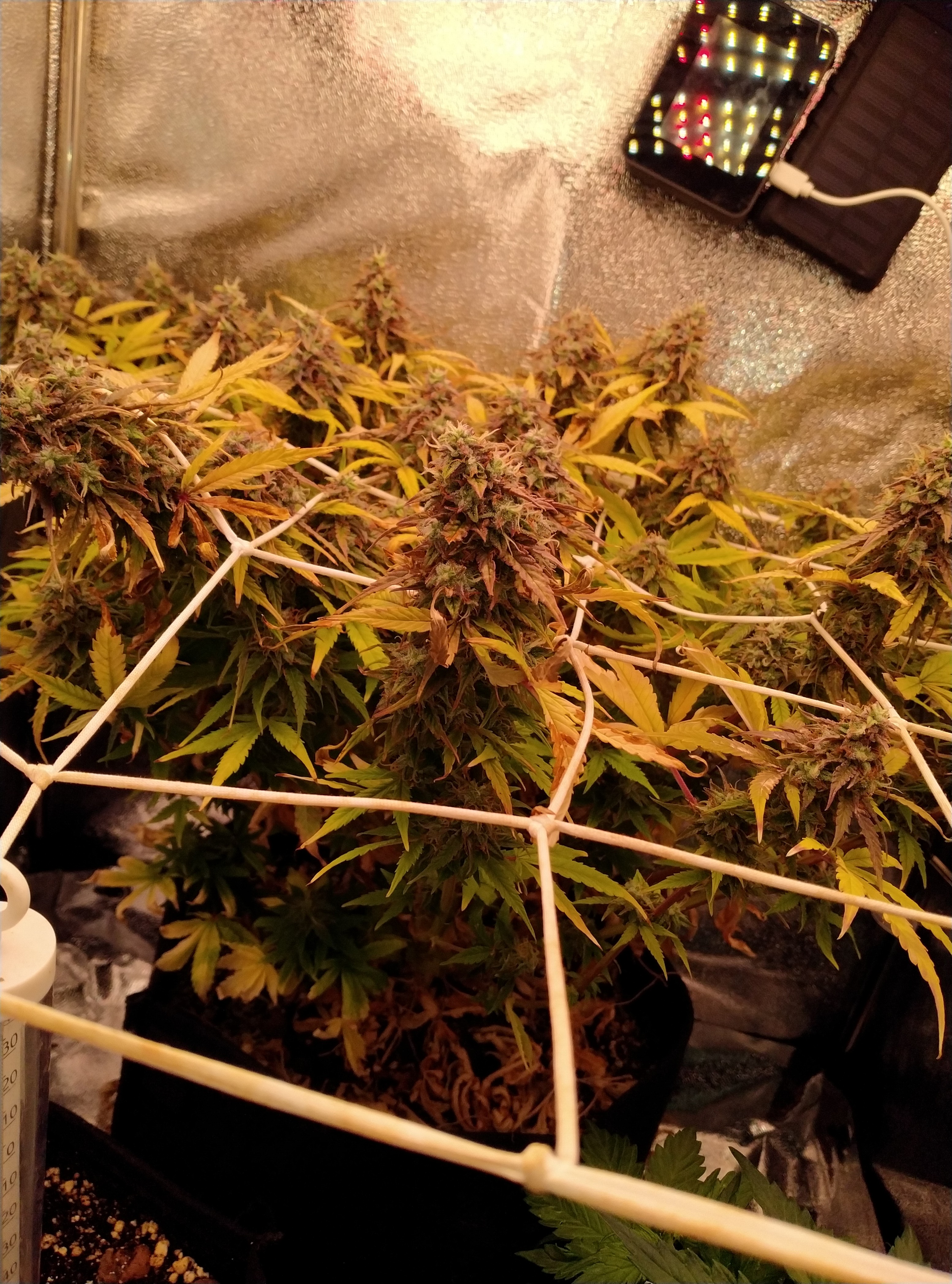 Bro science | The Autoflower Network