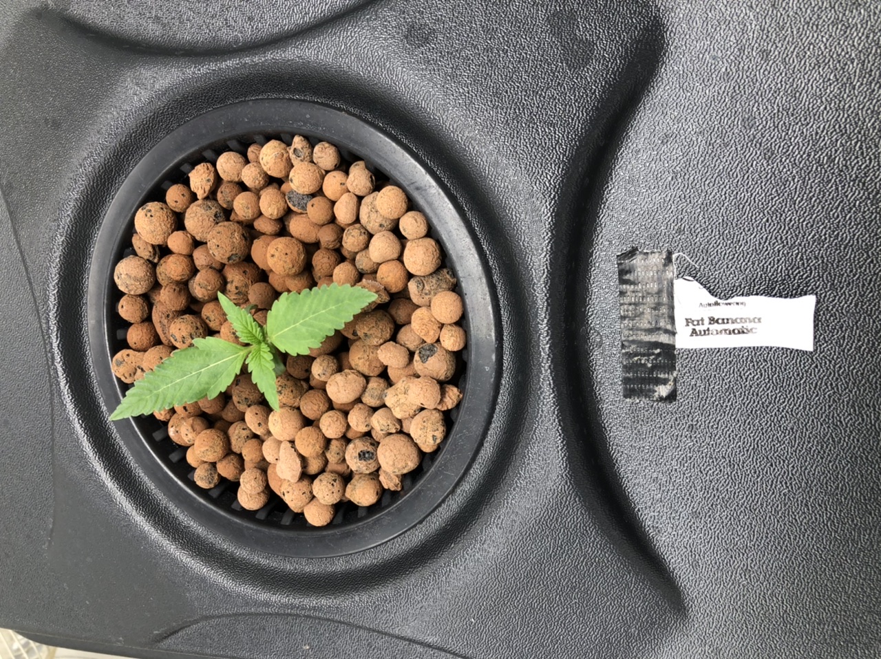 DWC First Timer - Day 7 - RQS Fat Banana Automatic & Diesel Automatic ...