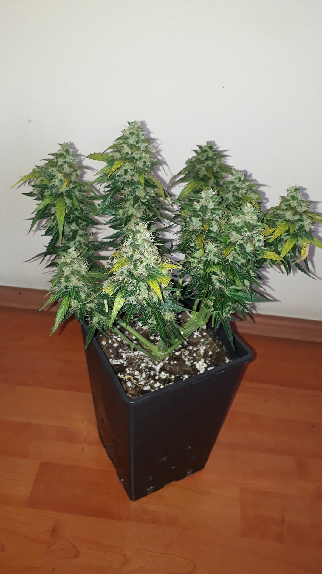 Completed - First Grow* | The Autoflower Network