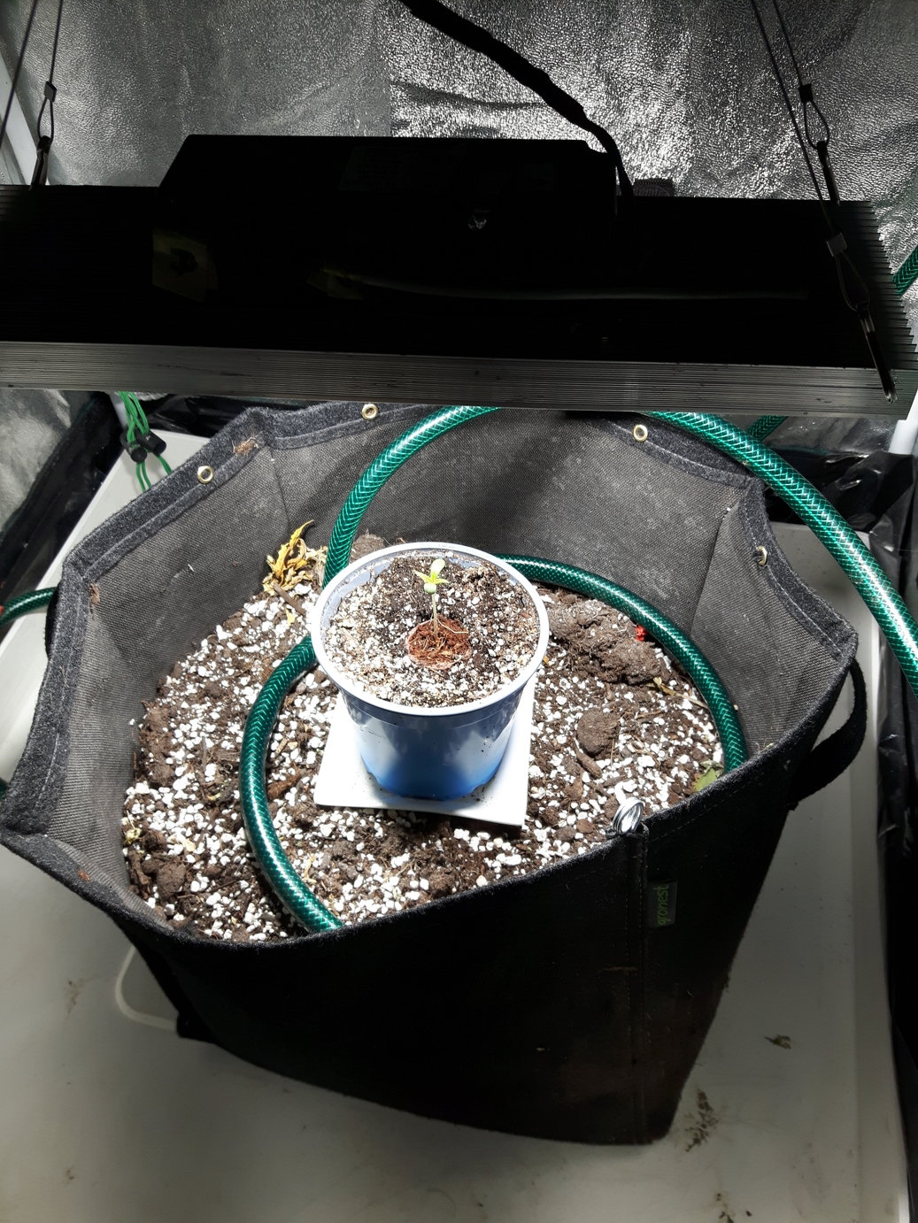 Completed - Photoperiod OG Kush, single plant, 70x70x160 marshydro tent ...