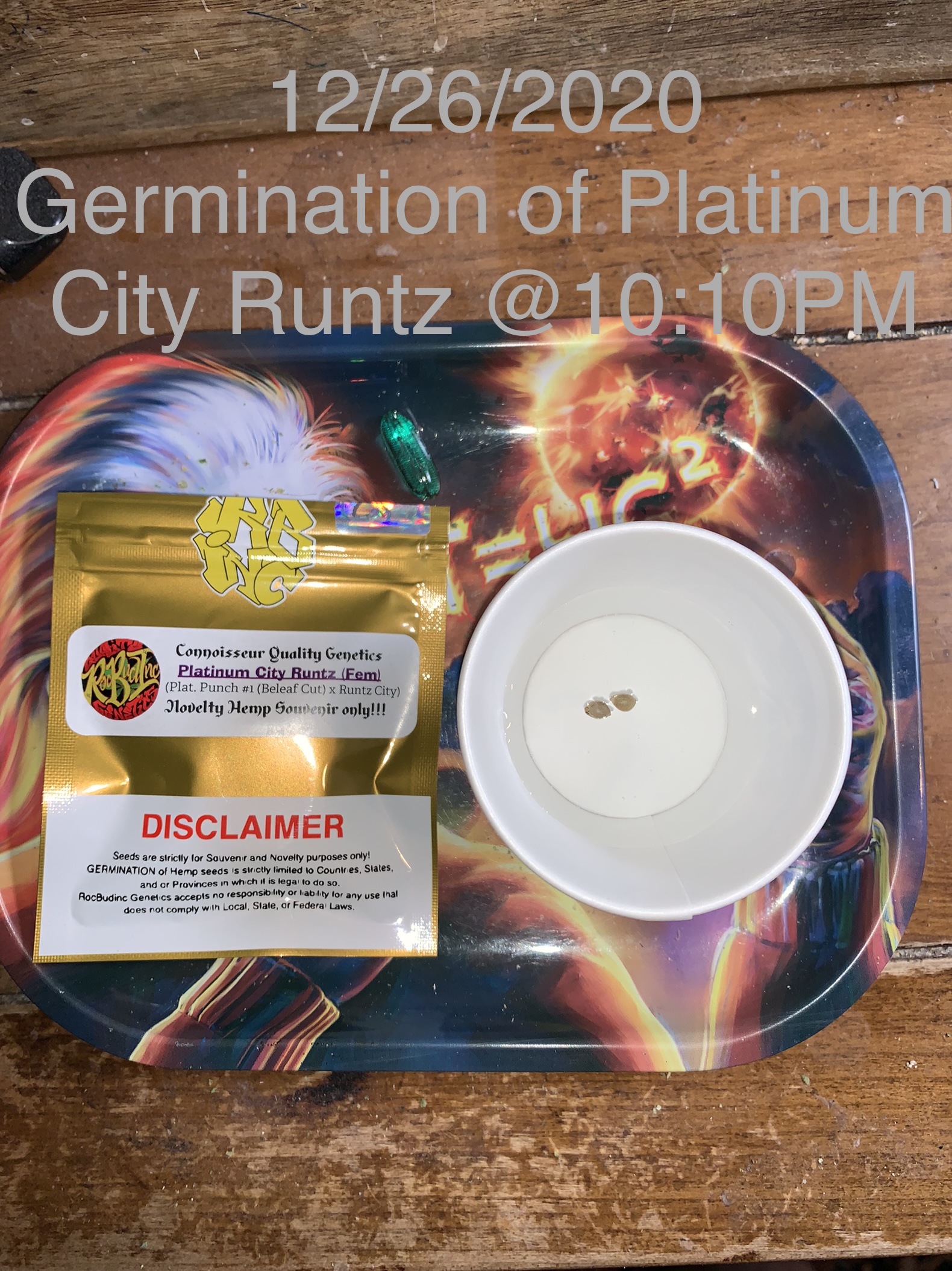 Platinum City Runtz (Plat. Punch #1 (Beleaf Cut x Runtz City) | The Autoflower Network