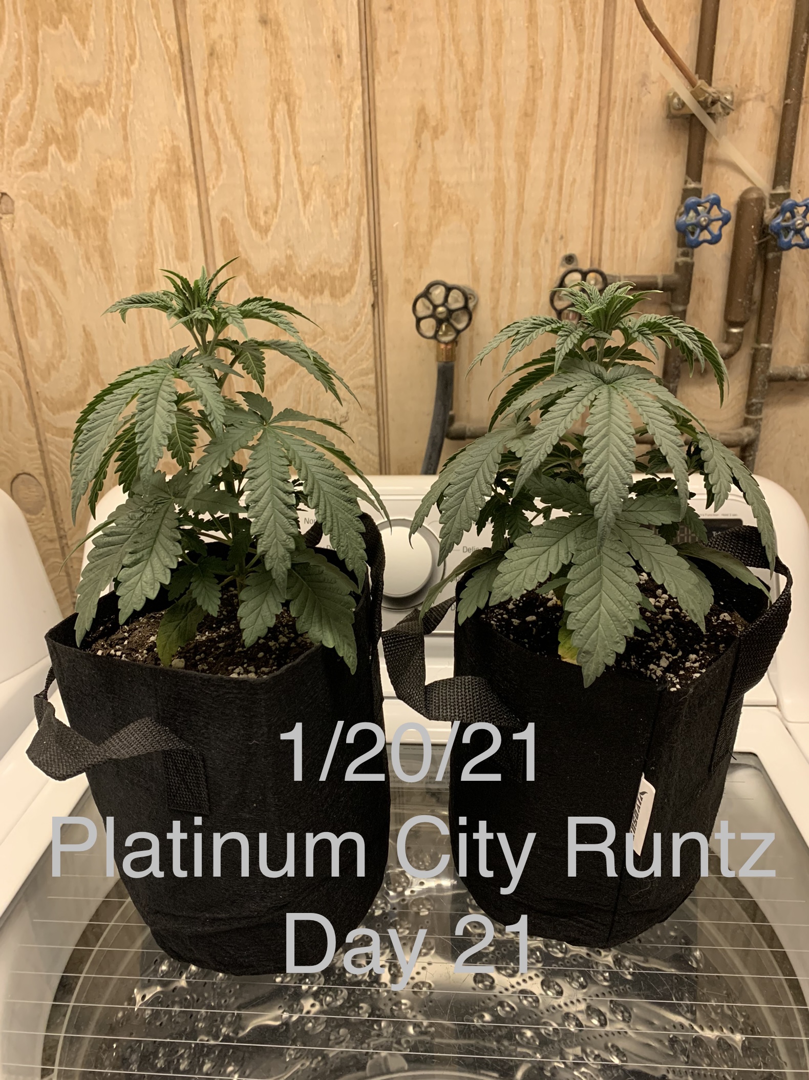 Platinum City Runtz (Plat. Punch #1 (Beleaf Cut x Runtz City) | Day 21 of Platinum City Runtz ...