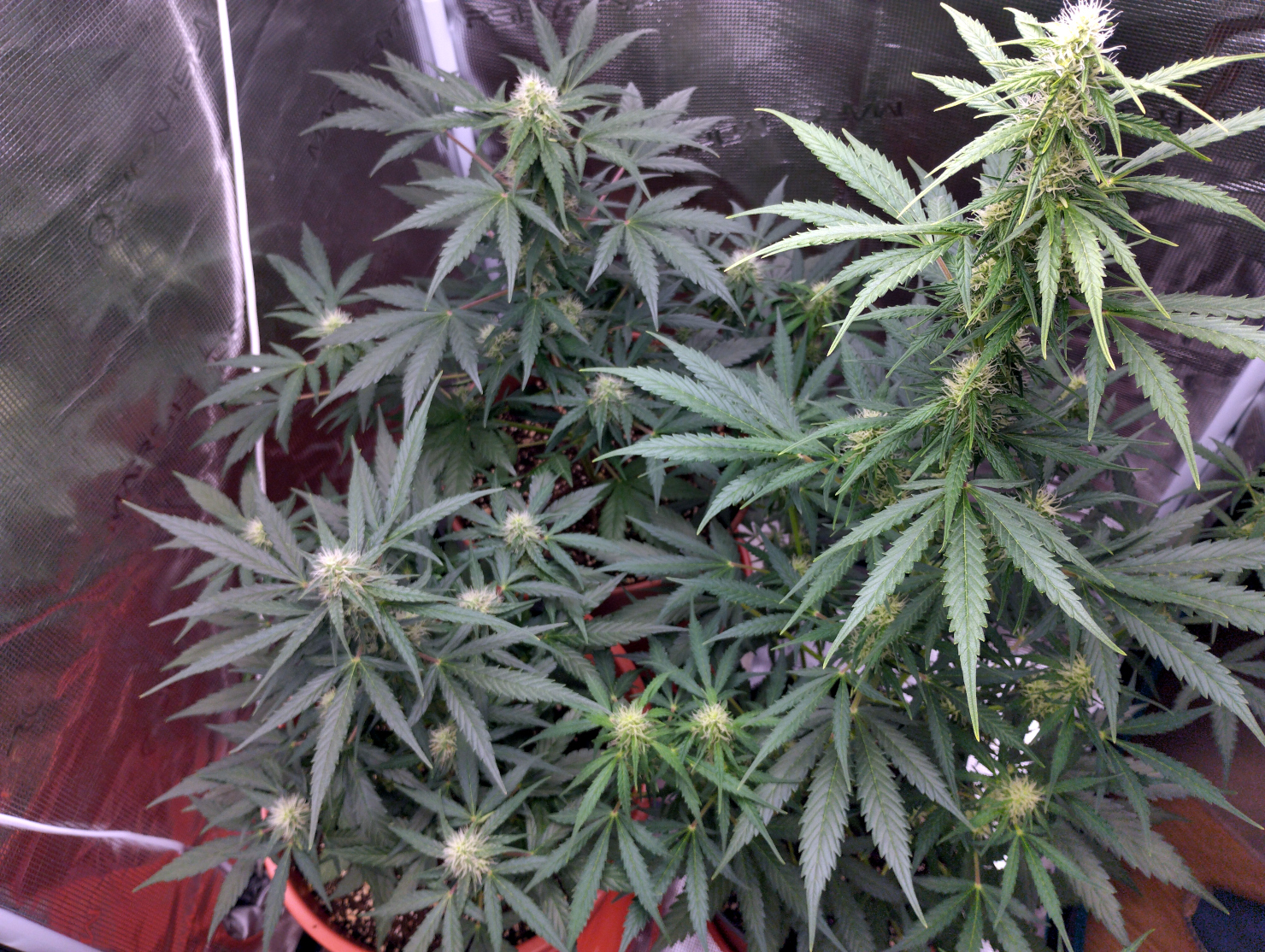 Completed - RQS Blue Cheese, Royal Cheese, Titan F1 and Sweet Skunk ...