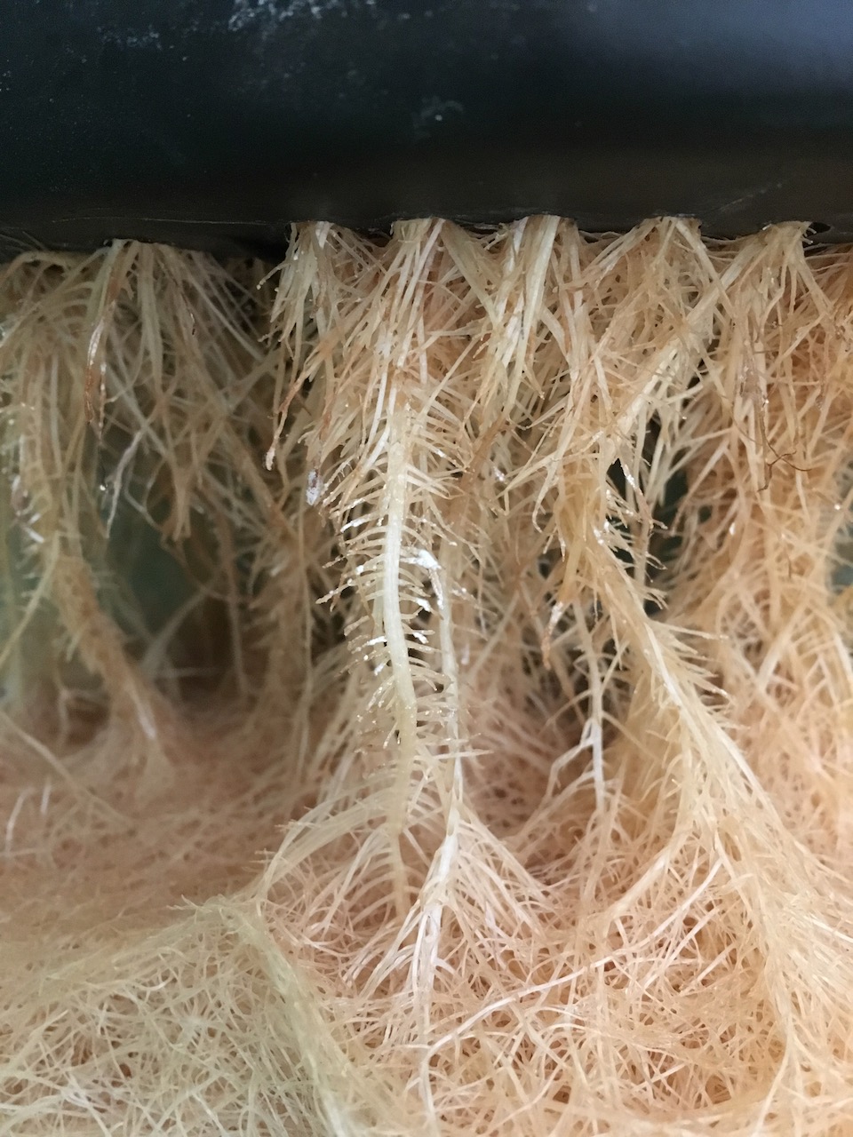 Shallow Water Culture Explanation. | Root Structure in Shallow Water ...