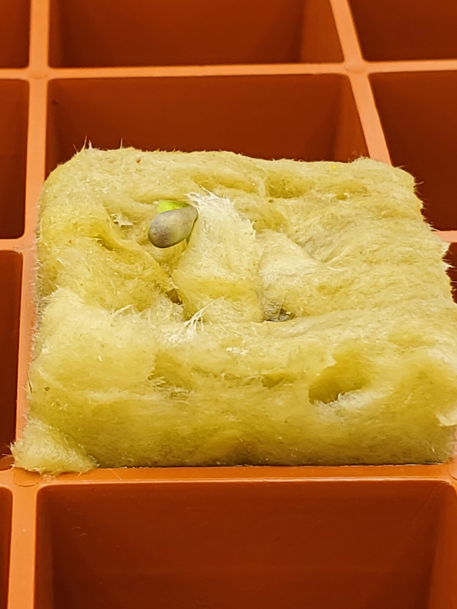 Strawberry Nuggets X Super Orange Haze by Mephisto in DWC | The ...